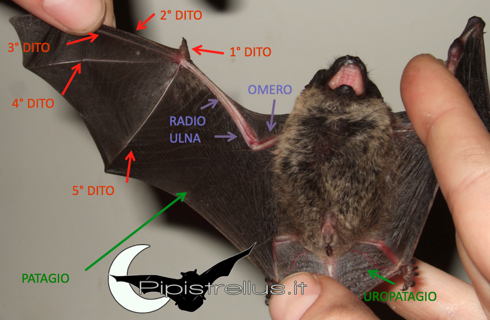 Anatomia dei chirotteri